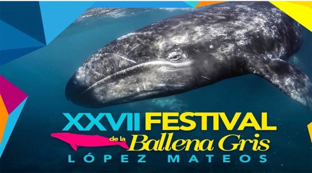 Arranca el 31 de enero el Festival de la Ballena Gris en López Mateos