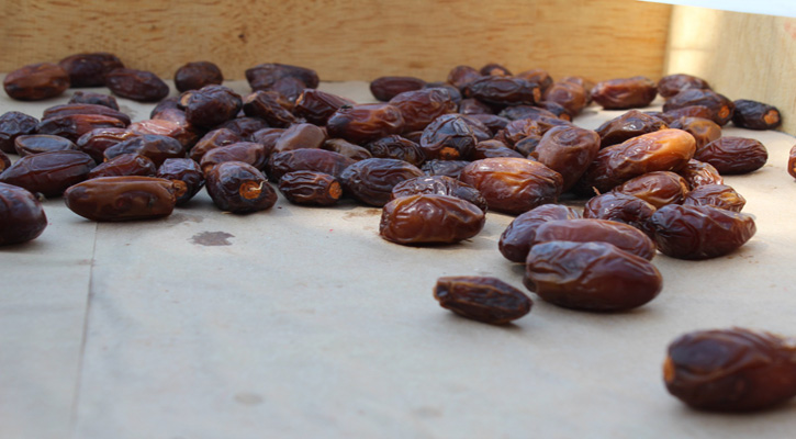 La palma datilera como un legado cultural y económico en BCS